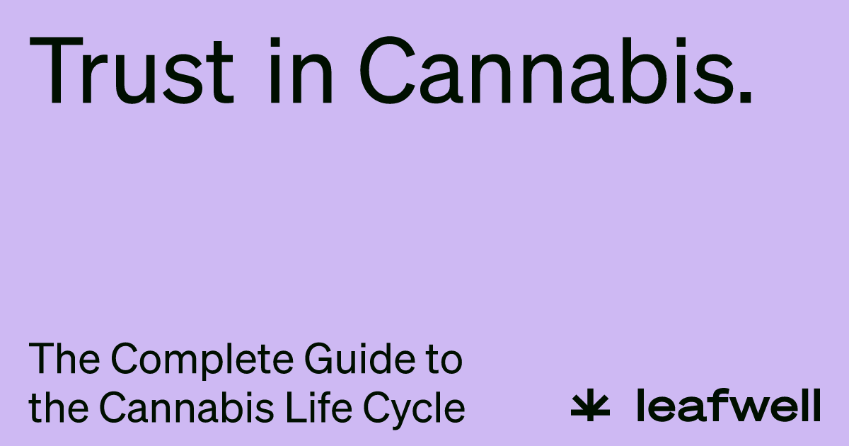 Stages of Cannabis Growth: The Complete Guide